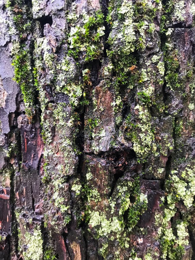 Bark of an Old Tree that is Already Covered with Fungi, Moss and Mold ...