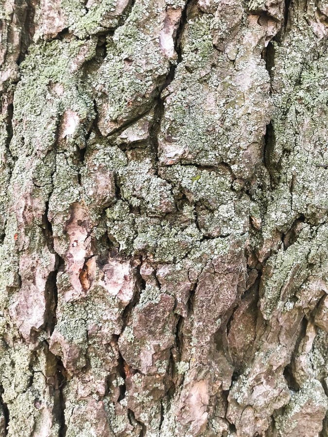 Bark of an Old Tree that is Already Covered with Mushrooms, Moss and ...