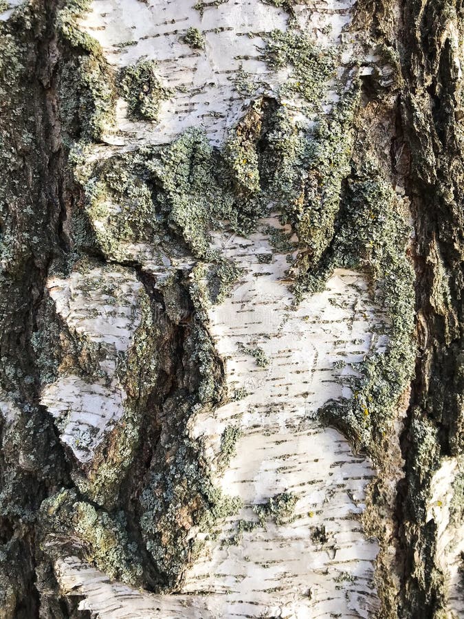 Bark of an Old Tree that is Already Covered with Mushrooms, Moss and ...