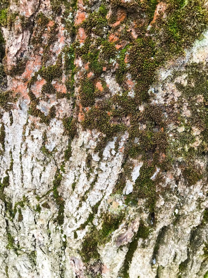 Bark of an Old Tree that is Already Covered with Mushrooms, Moss and ...