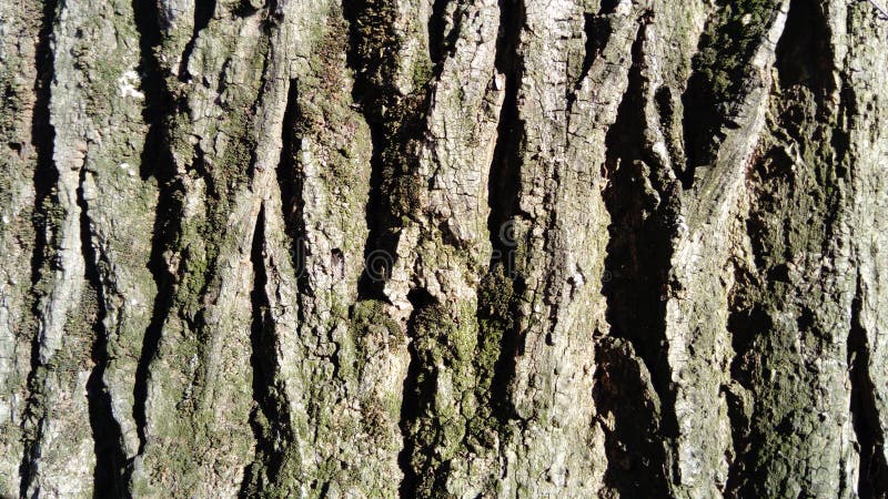 The Bark of an Old Tree. Brown-beige Warm Colors in Exfoliating Bark ...