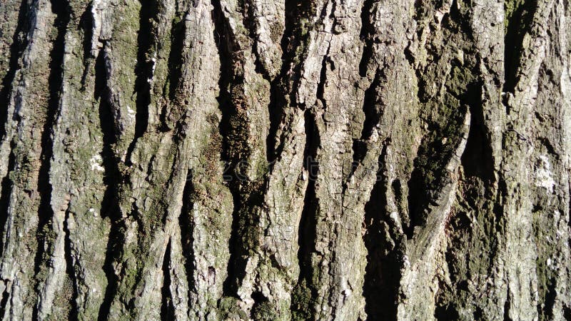 The Bark of an Old Tree. Brown-beige Warm Colors in Exfoliating Bark ...