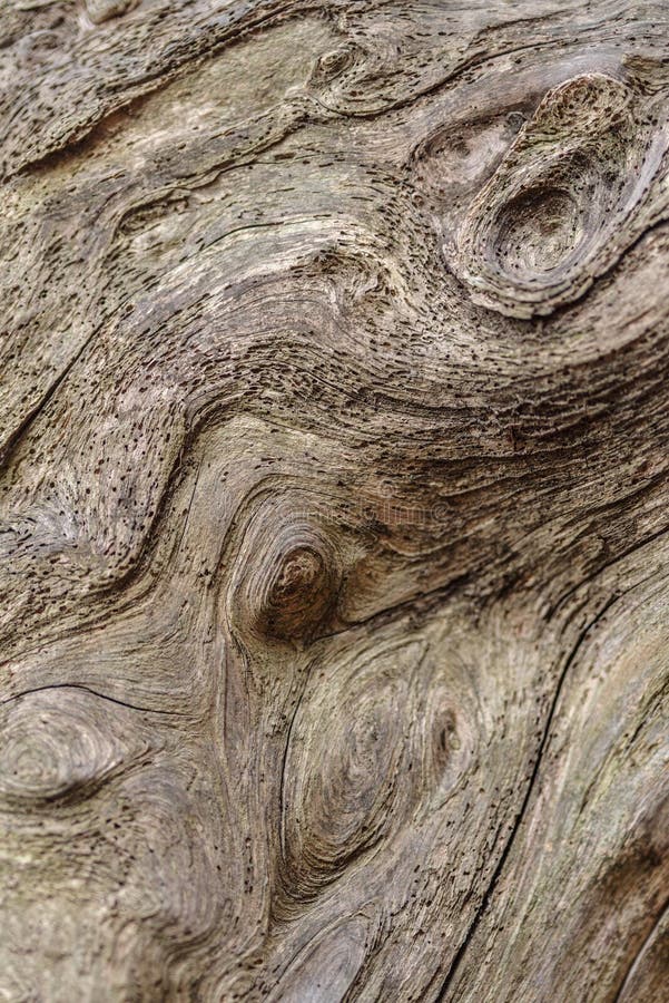 Bark tree stock image. Image of bumpy, close, texture - 276582257