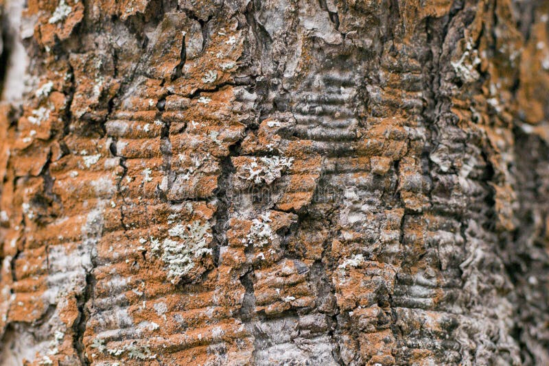 The Bark of an Old Tree Covered with Mold Stock Photo - Image of ...