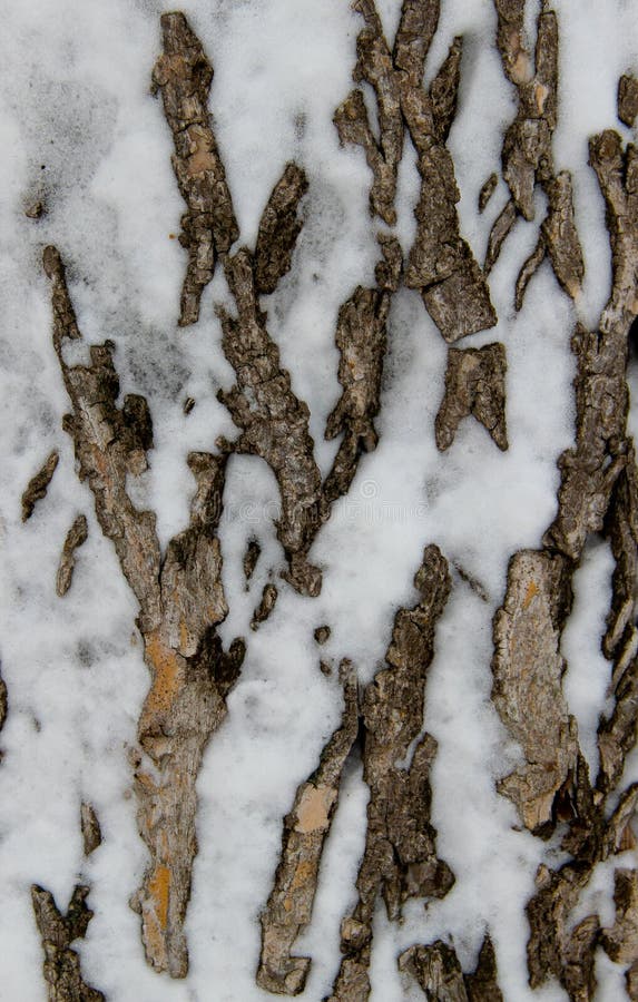 Texture Of The Snow-covered Old Tree Bark Stock Image - Image of ...