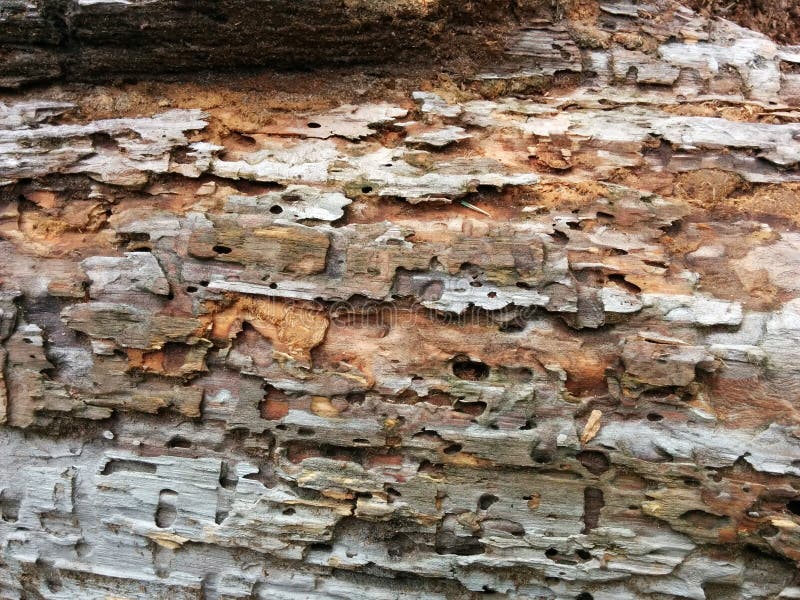 Bark stock photo. Image of bark, eaten, bags, tree - 74012080
