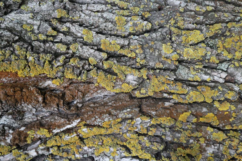 Bark of Old Tree with Green and Red Moss Stock Image - Image of peel ...