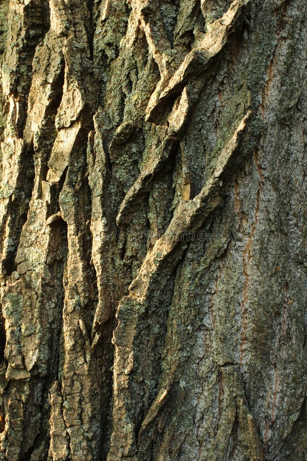 The Bark of an Old Tree with a Green Tint, As the Original Natural ...