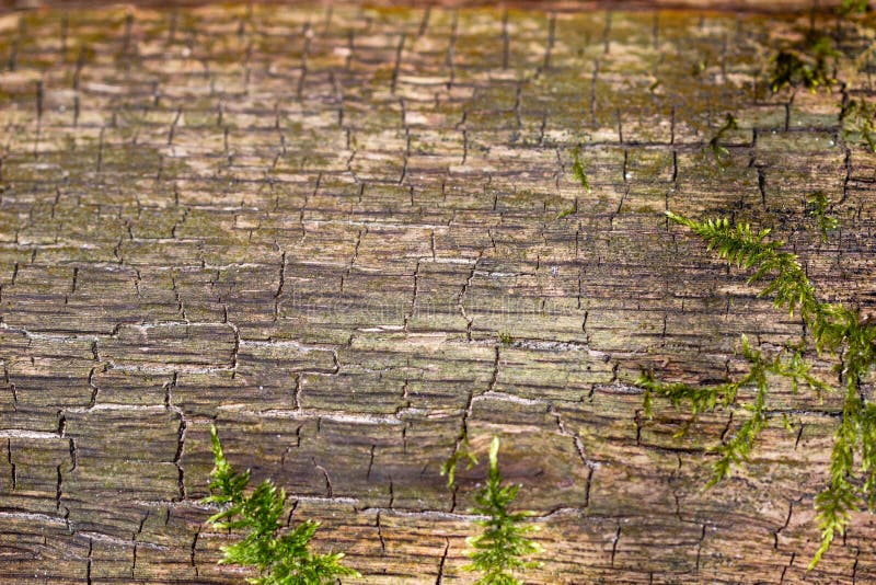 Bark of an Old Tree with Moss in the Form of a Frame Stock Image ...