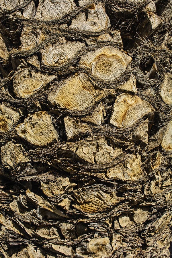 Bark old tree palm stock photo. Image of graphic, palm - 74011972
