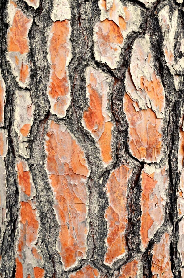 Bark old tree skin stock image. Image of skin, forestry - 77817001