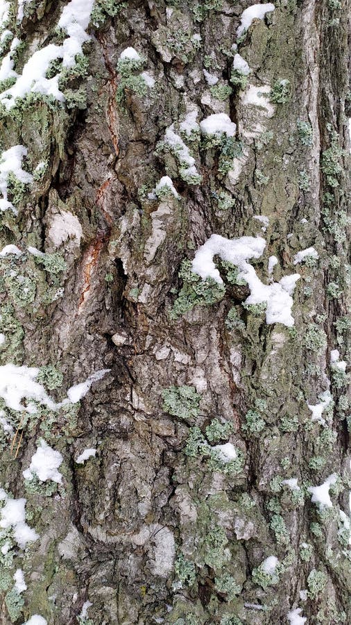 Bark of an Old Tree with Snow in Winter Stock Photo - Image of close ...