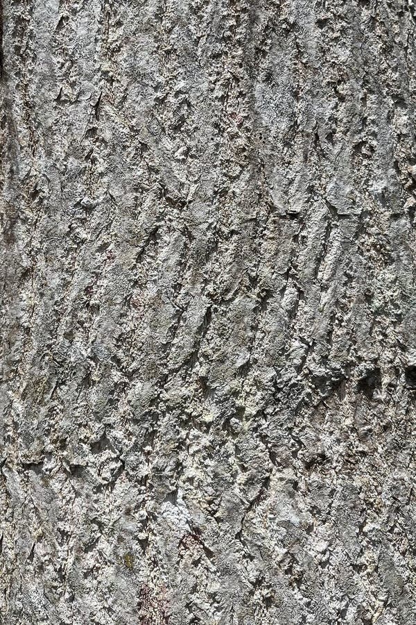 Bark of old tree texture stock image. Image of forest - 364337249