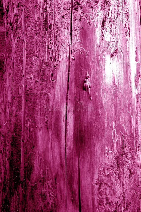 Bark of Old Tree Texture in Pink Tone Stock Image - Image of beauty ...