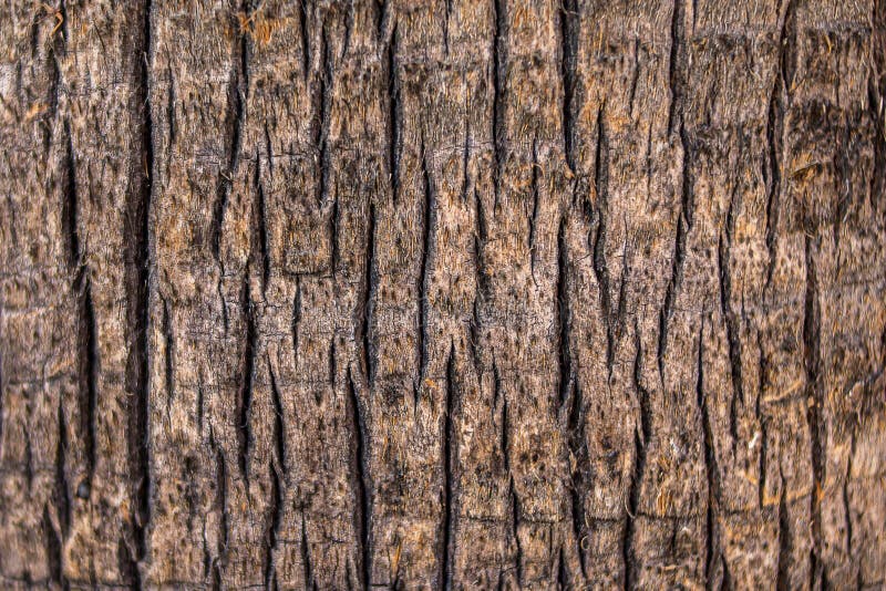The Bark of an Old Tree Trunk Stock Image - Image of fissures, cork ...