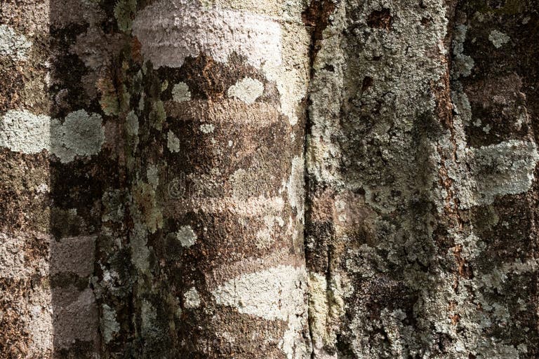 Bark on Old Tropical Tree in Rainforest Stock Image - Image of tropical ...