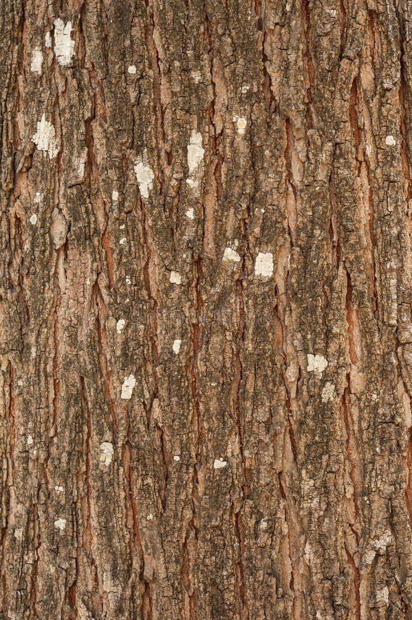 Bark Old Wood Texture for Environment Stock Photo - Image of interior ...