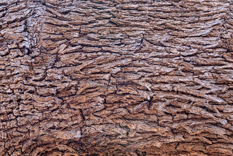 Bark of Olive Tree, Background of Natural Cortex Stock Image - Image of ...