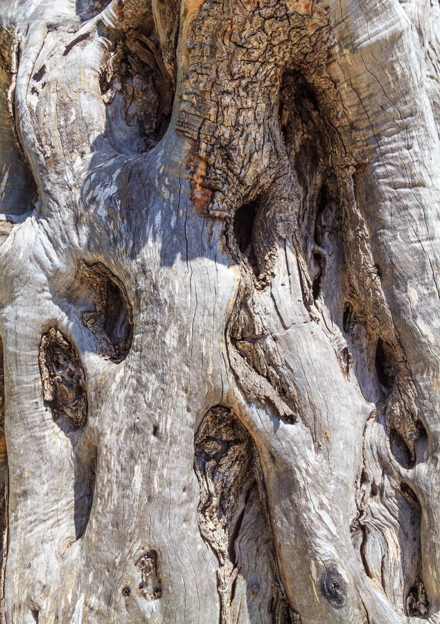 The bark of olive tree stock image. Image of pattern - 78929047