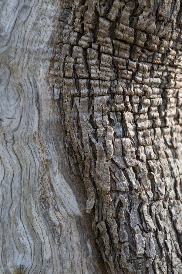 Bark of olive tree stock image. Image of natural, plant - 88715539