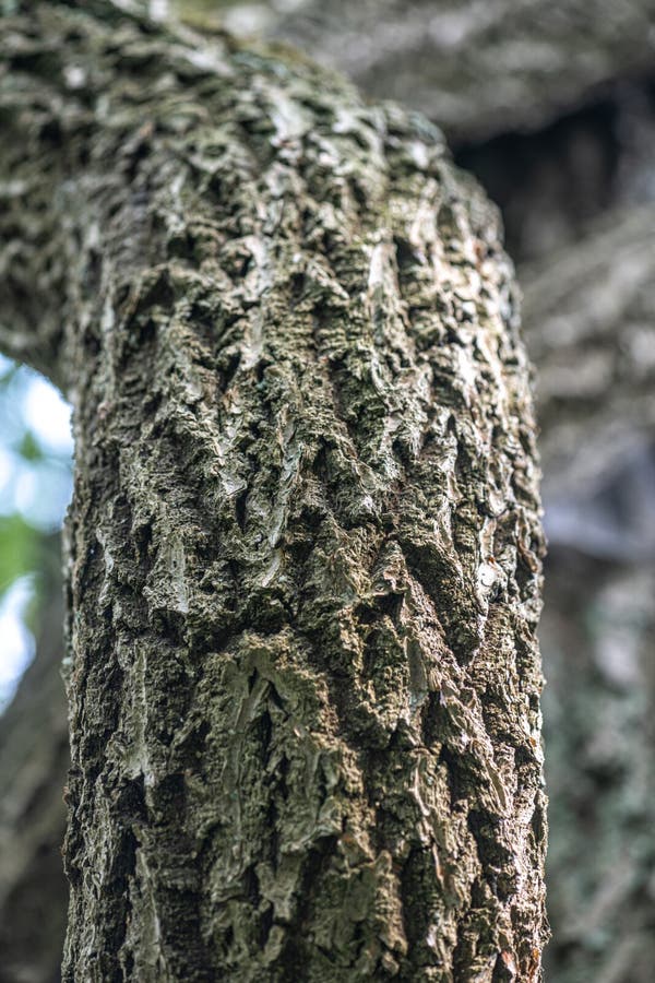 Oriental Bittersweet stock photo. Image of close, view - 82298230