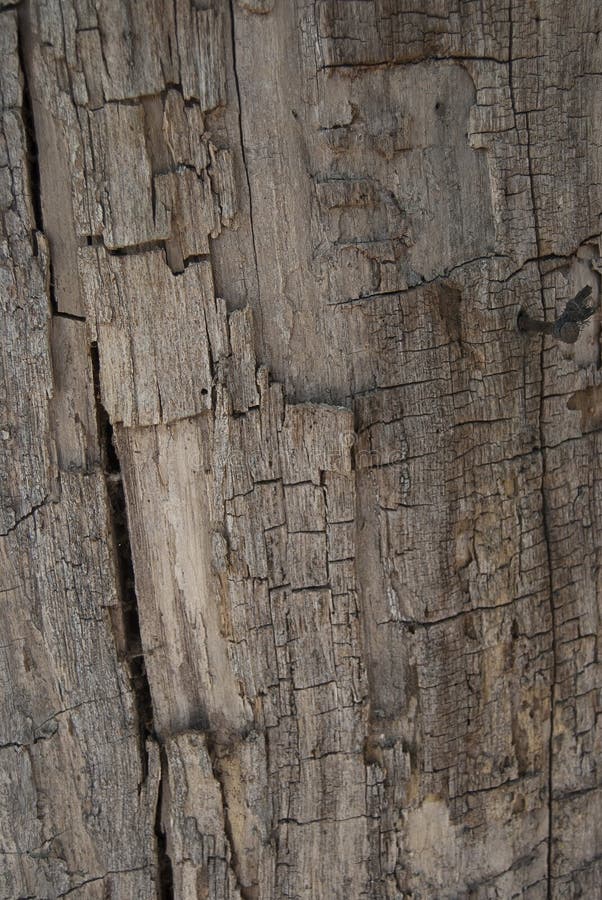 Bark, Outer Layer of the Forest Tree Stock Image - Image of cork ...