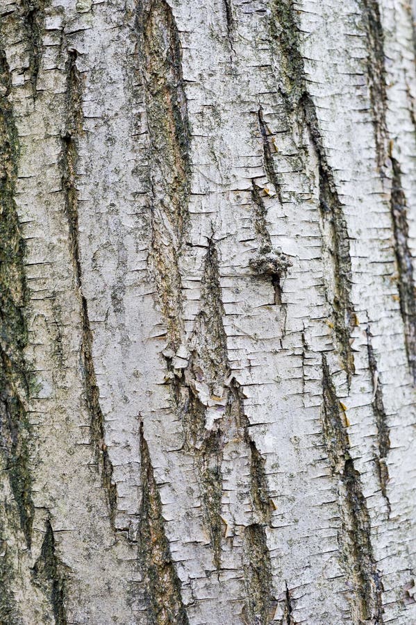 Periderm Plant Stock Photos - Free & Royalty-Free Stock Photos from ...