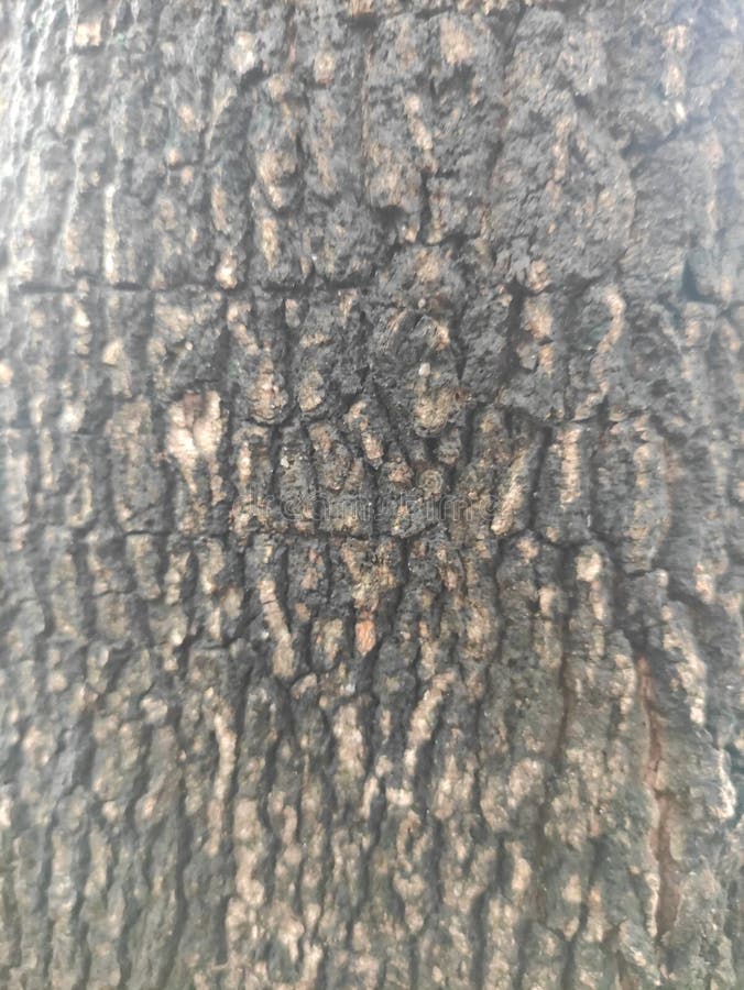 Bark is the Outermost Layers of Stems Stock Photo - Image of ...
