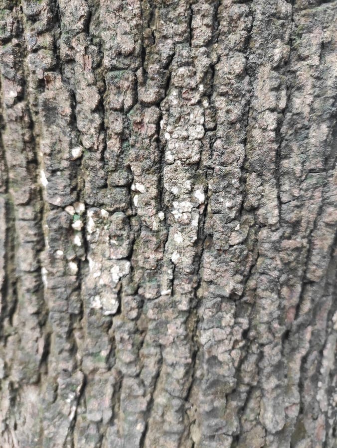 Bark is the Outermost Layers of Stems Stock Photo - Image of include ...