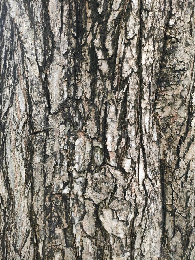 Bark Is The Outermost Layers Of Stems Stock Photo - Image of macro ...