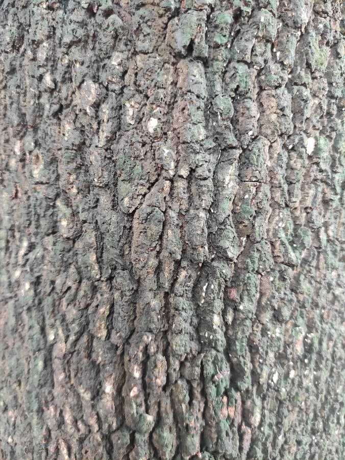 Bark is the Outermost Layers of Stems Stock Photo - Image of include ...