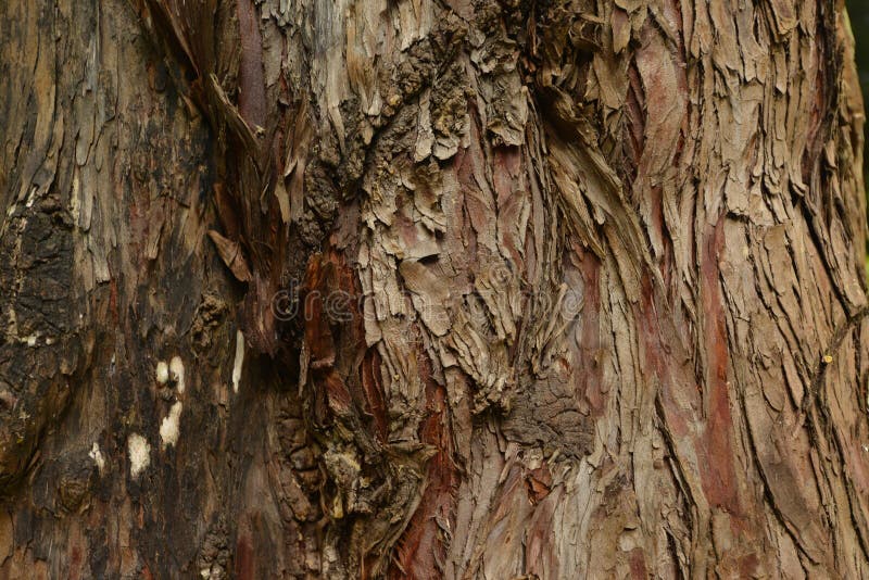 Tree Bark stock photo. Image of plants, layers, reproduce - 135973402