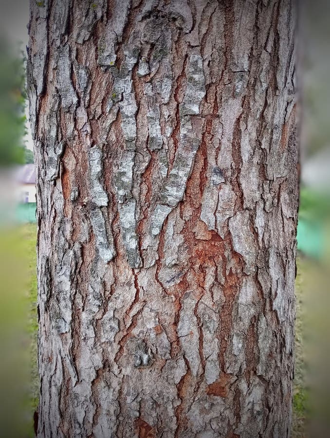 Bark is the Outermost Structure of the Tree Stock Image - Image of skin ...