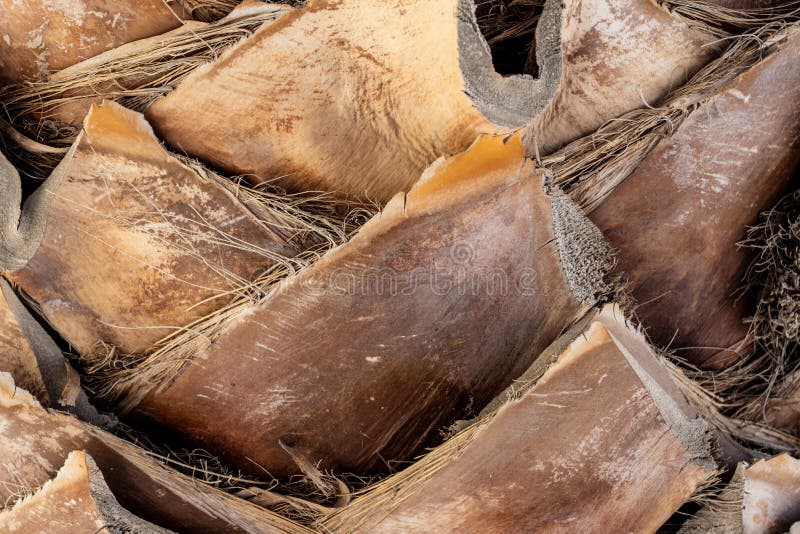Bark Palm, Detail of a Trunk Palm Tree Stock Photo - Image of close ... Bark Palm, Detail of a Trunk Palm Tree Stock Photo - Image of close ...