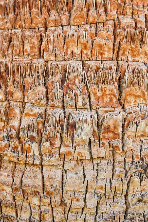 Bark of Palm. Texture of Bark of Palm Tree Background Stock Photo ...