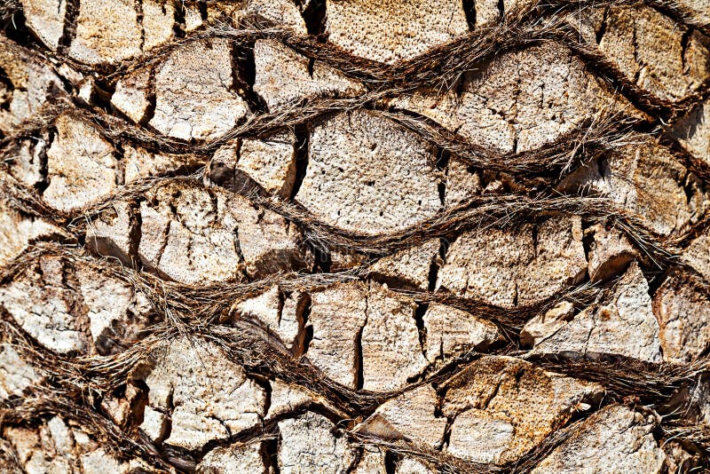 Bark of palm tree stock image. Image of tree, pattern - 5053941