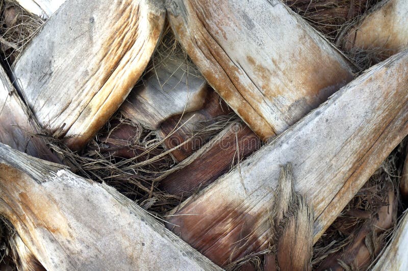 Bark Palm Tree stock image. Image of trunk, plant, gray - 40083503
