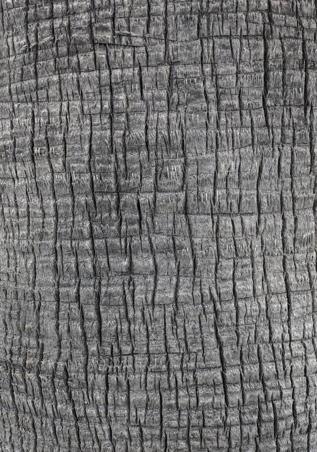 162 Seamless Palm Tree Trunk Texture Stock Photos - Free & Royalty-Free ...