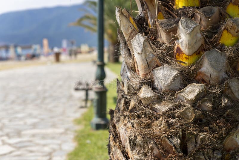 Bark of a Palm Tree Close Up. with Empty Space for Text Stock Image ...