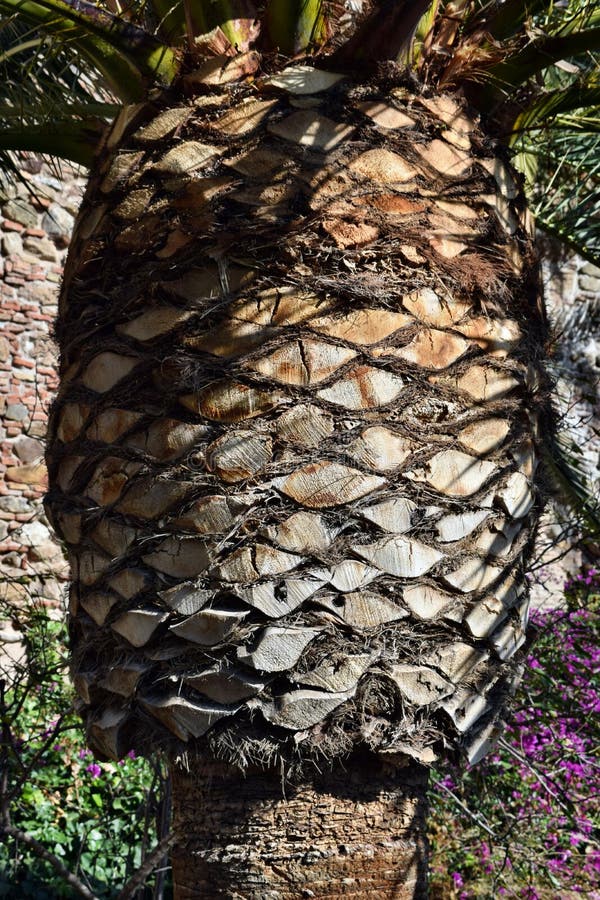 A Bark Palm Tree in Mallorca, Spain Stock Image - Image of foliage ...