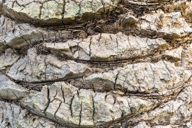 The Bark of Palm Tree Texture. Background Bark Closeup. Stock Image ...