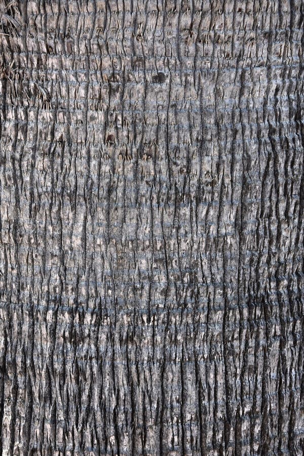Palm Tree Bark Texture stock image. Image of full, bark - 15311753 Palm Tree Bark Texture stock image. Image of full, bark - 15311753