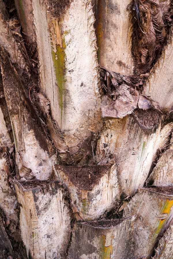 Bark palm tree texture stock image. Image of plant, rough - 95053263