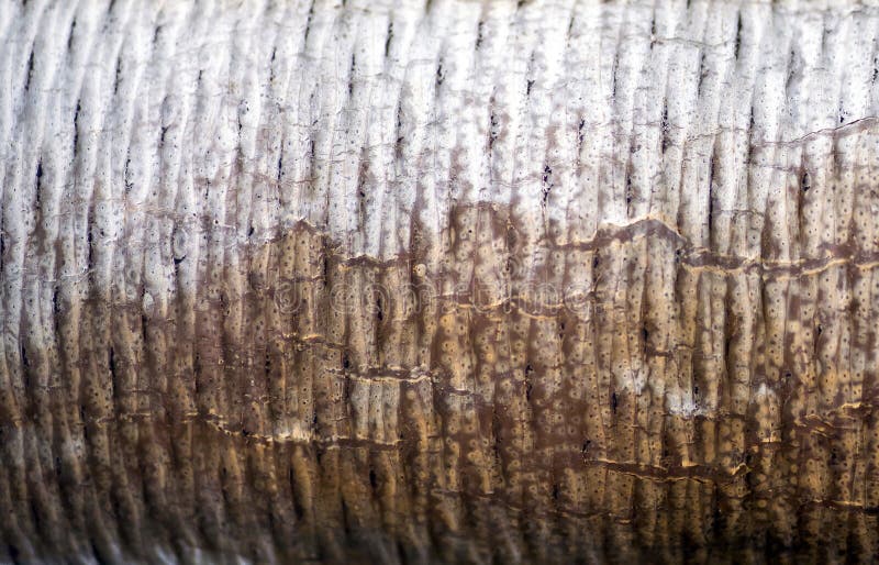 A Bark on a Palm Trunk Closeup, the Exotic Palm Trees in a Tropical ...