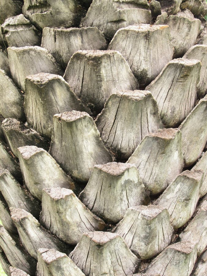 Bark Palms stock photo. Image of outdoors, bark, detail - 80113186