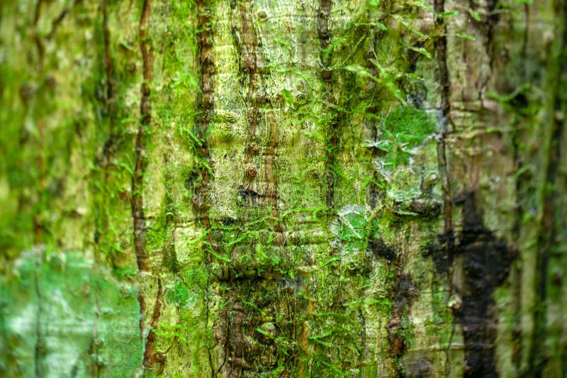 The Bark of a Panama Rubber Tree, Castilla Elastica Stock Photo - Image ...