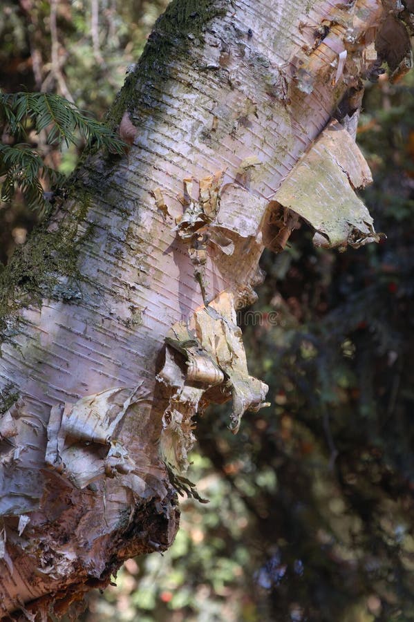 Bark of Paper Birch stock image. Image of papyrifera - 26149499