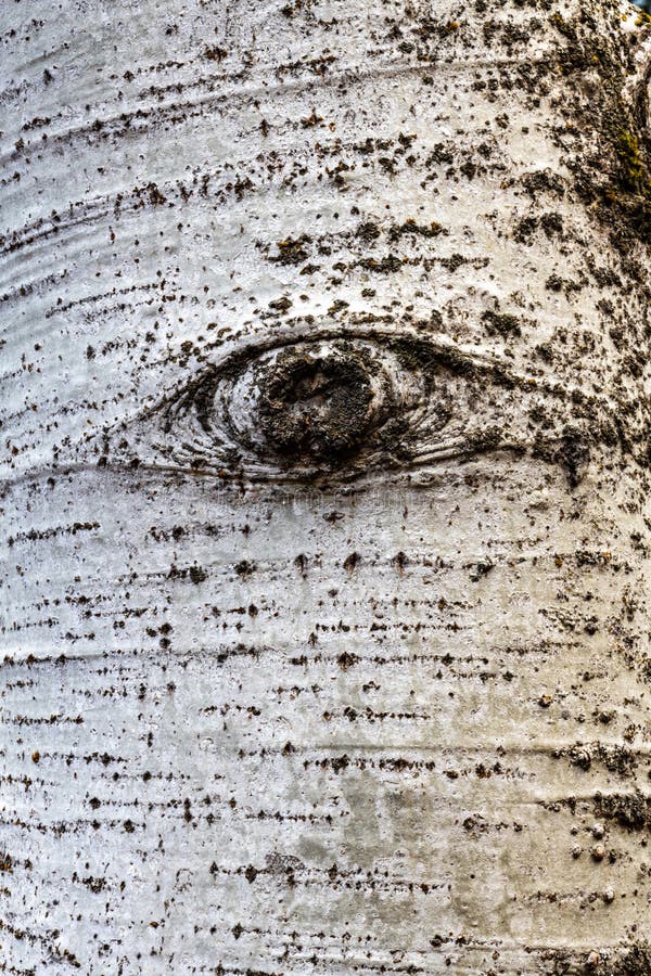 Paper Birch bark stock photo. Image of american, papyrifera - 13190672