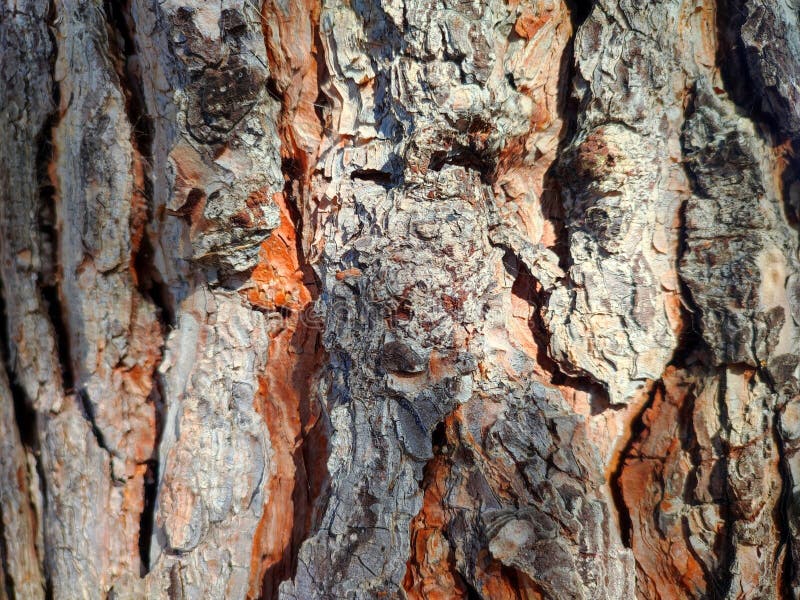 Bark Pattern in Abstract Texture from Tree. Stock Photo - Image of ...