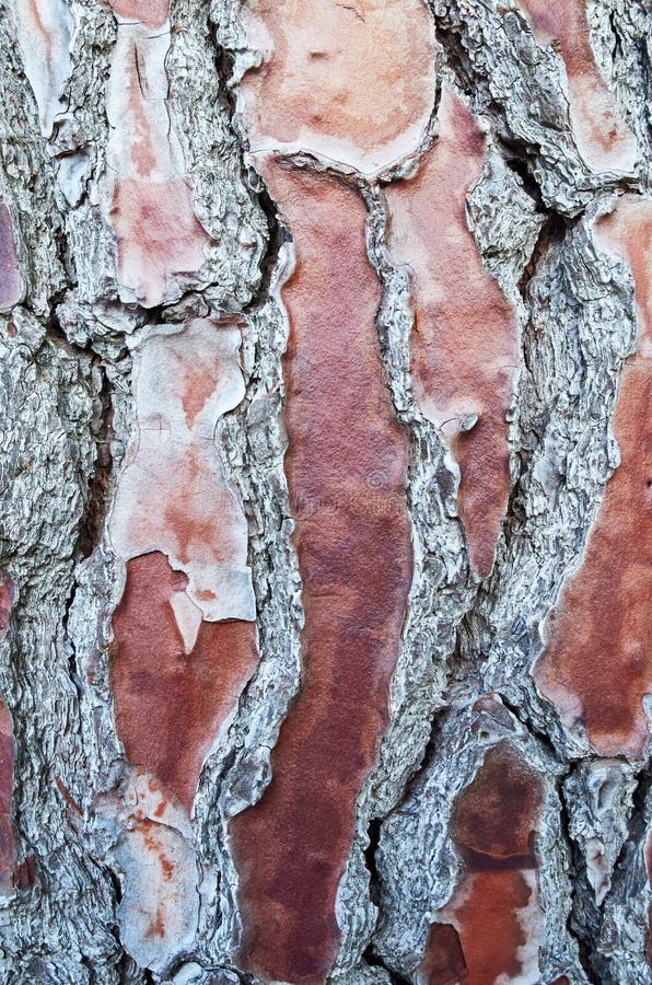 Bark Pattern stock image. Image of forestry, material - 62891249